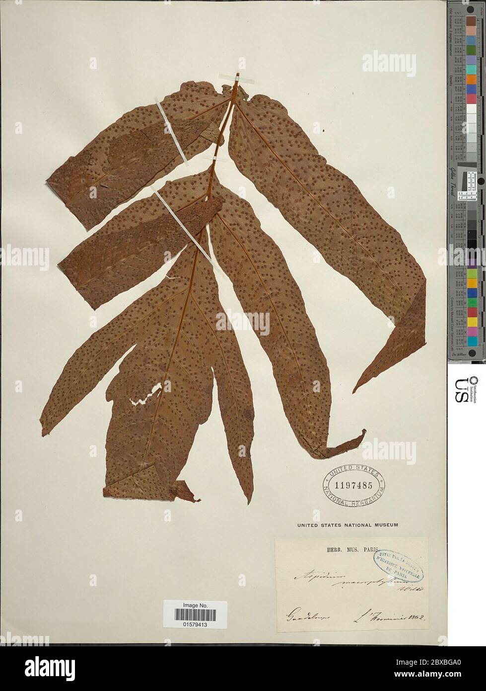 Tectaria Incisa High Resolution Stock Photography and Images - Alamy