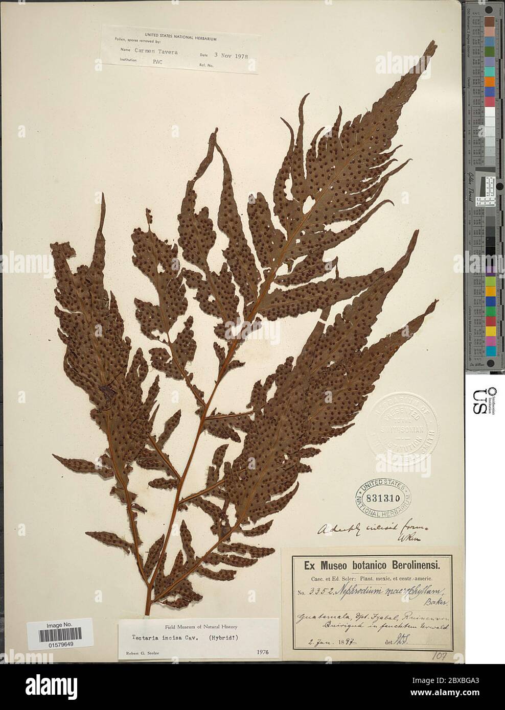 Tectaria incisa hi-res stock photography and images - Alamy