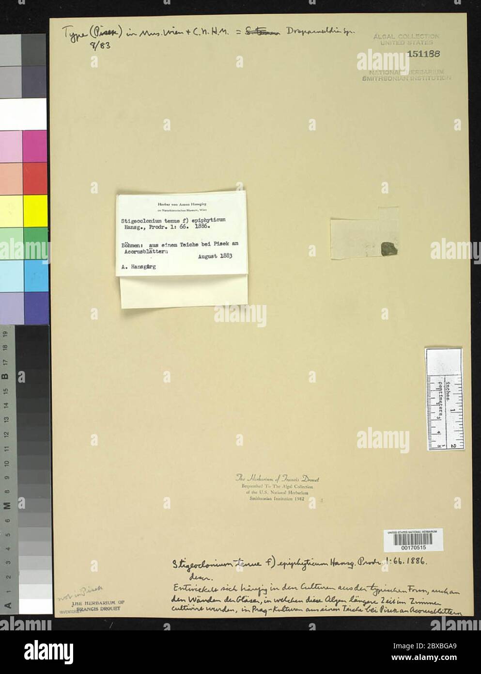 Stigeoclonium tenue hi-res stock photography and images - Alamy