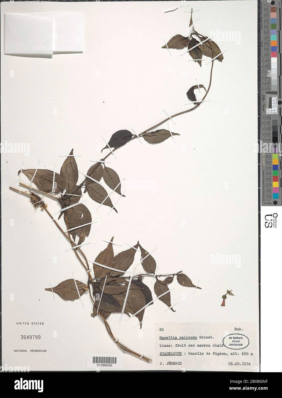 Manettia calycosa hi-res stock photography and images - Alamy