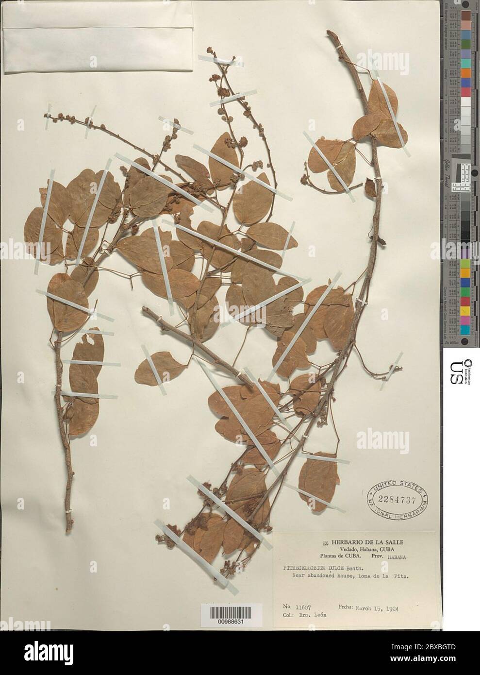 Pithecellobium dulce hi-res stock photography and images - Alamy