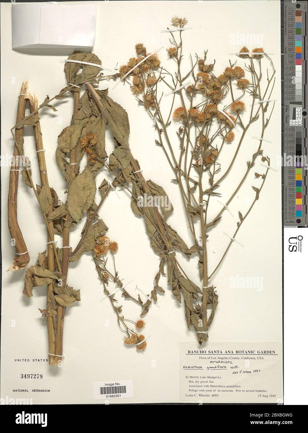 Heterotheca grandiflora Nutt Heterotheca grandiflora Nutt Stock Photo ...