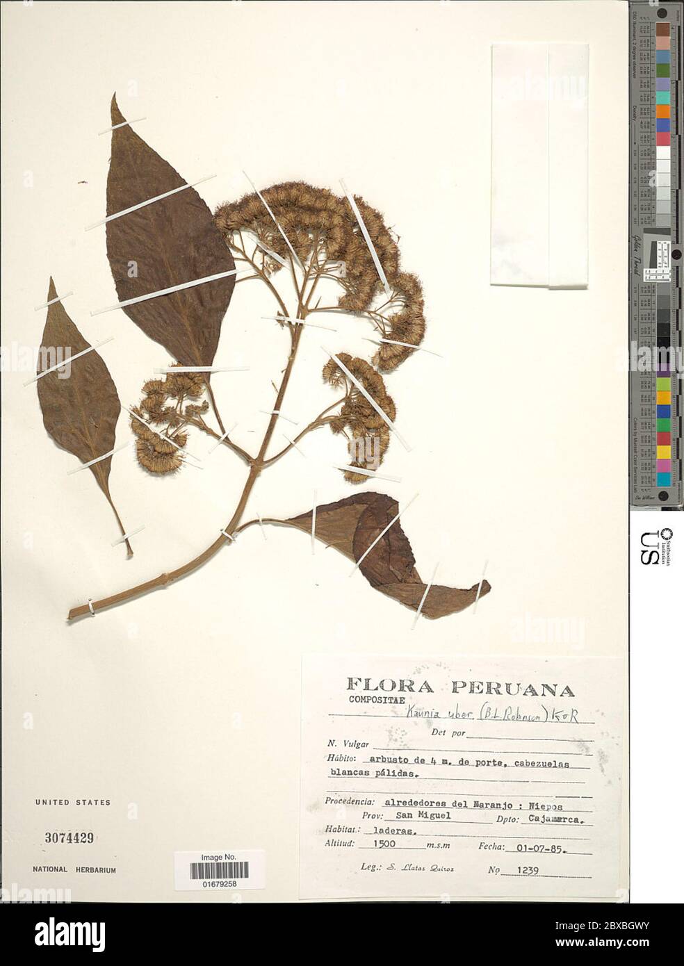 Kaunia uber BL Rob RM King H Rob Kaunia uber BL Rob RM King H Rob Stock ...