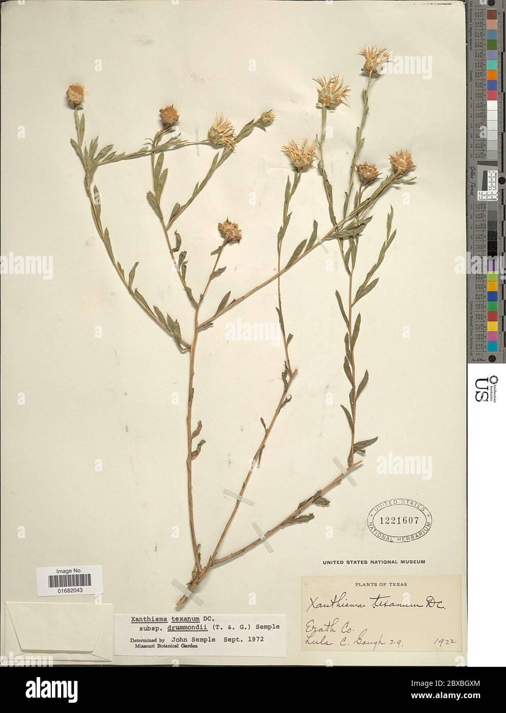 Xanthisma texanum subsp drummondii Torr A Gray Semple Xanthisma texanum ...