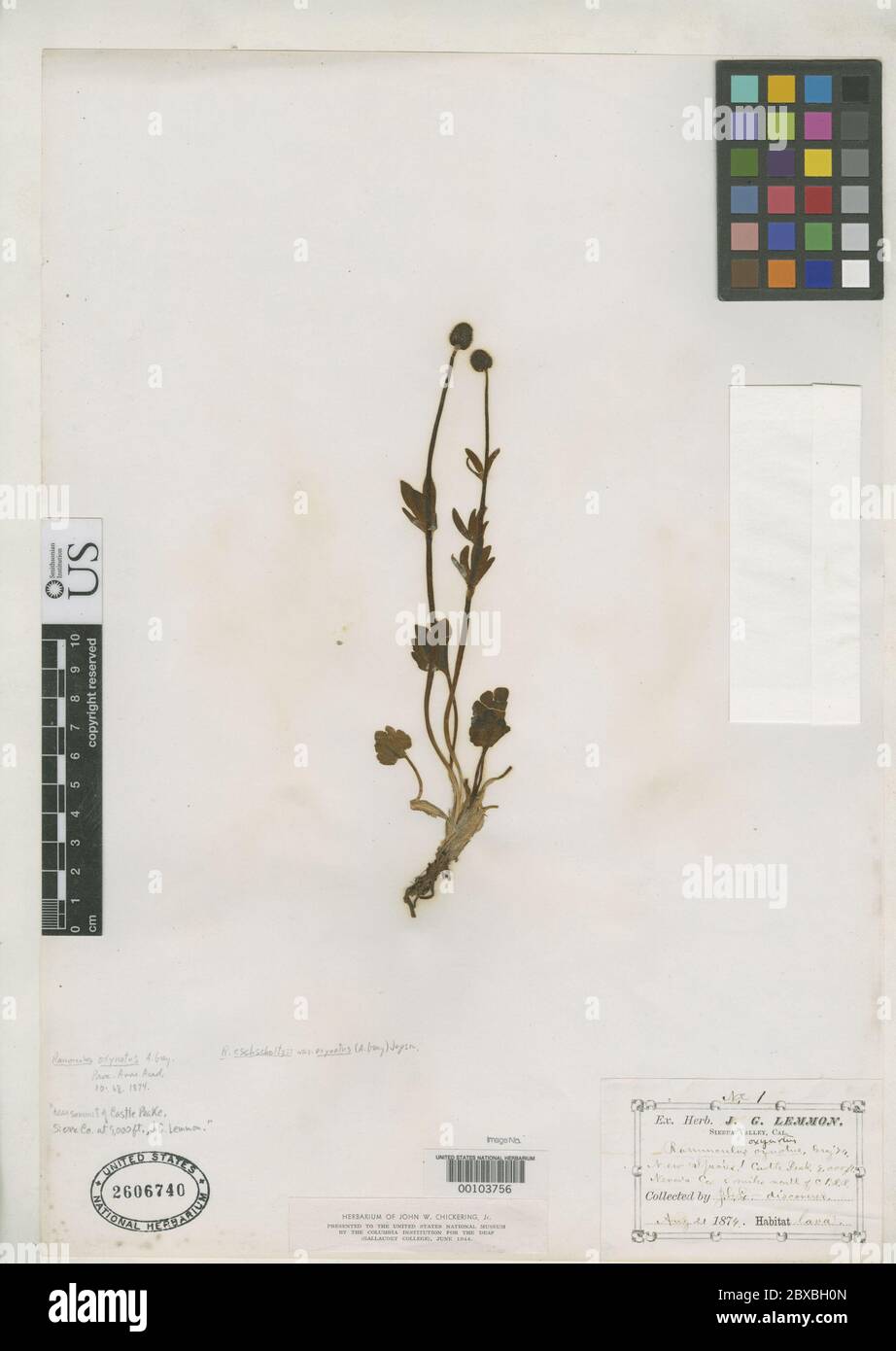 Ranunculus oxynotus A Gray Ranunculus oxynotus A Gray Stock Photo - Alamy