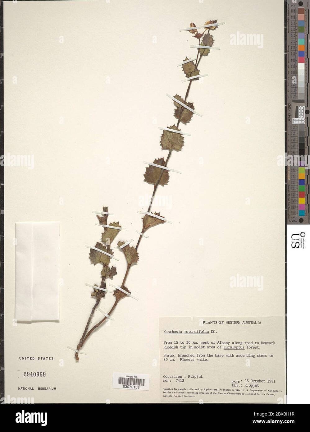 Xanthosia rotundifolia hi-res stock photography and images - Alamy