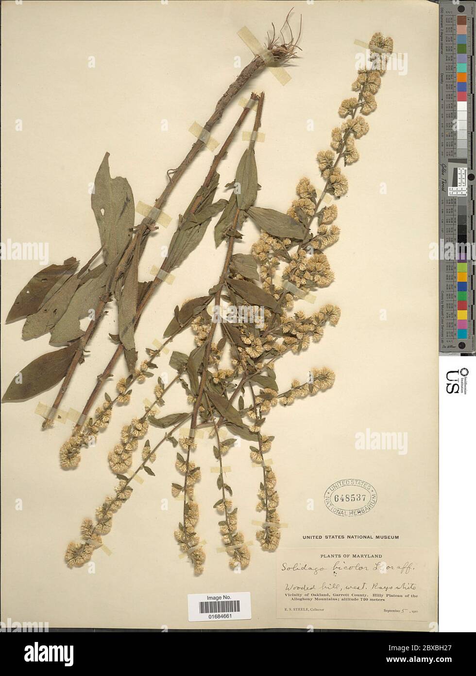 Solidago bicolor hi-res stock photography and images - Alamy