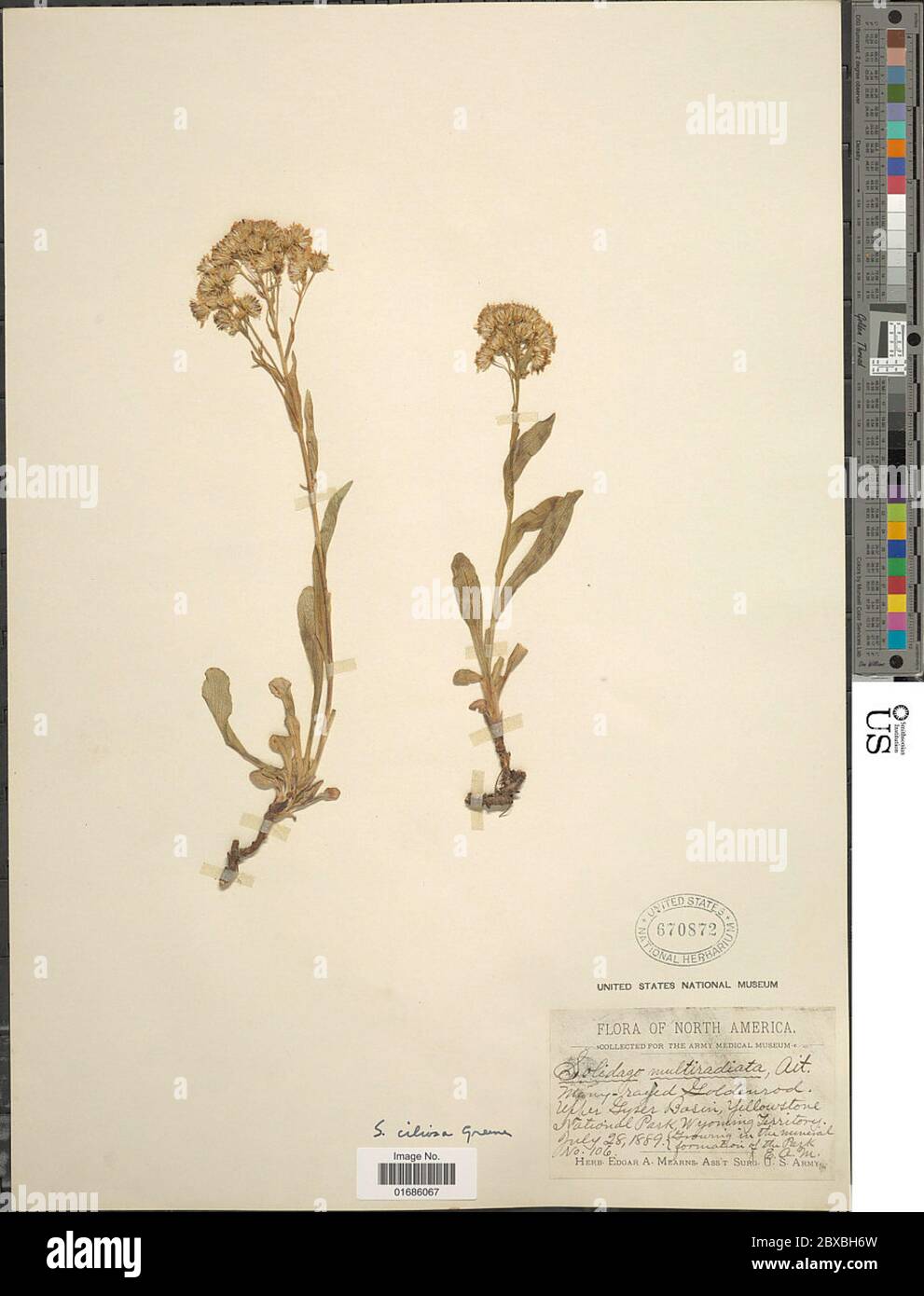 Solidago ciliosa Greene Solidago ciliosa Greene Stock Photo - Alamy
