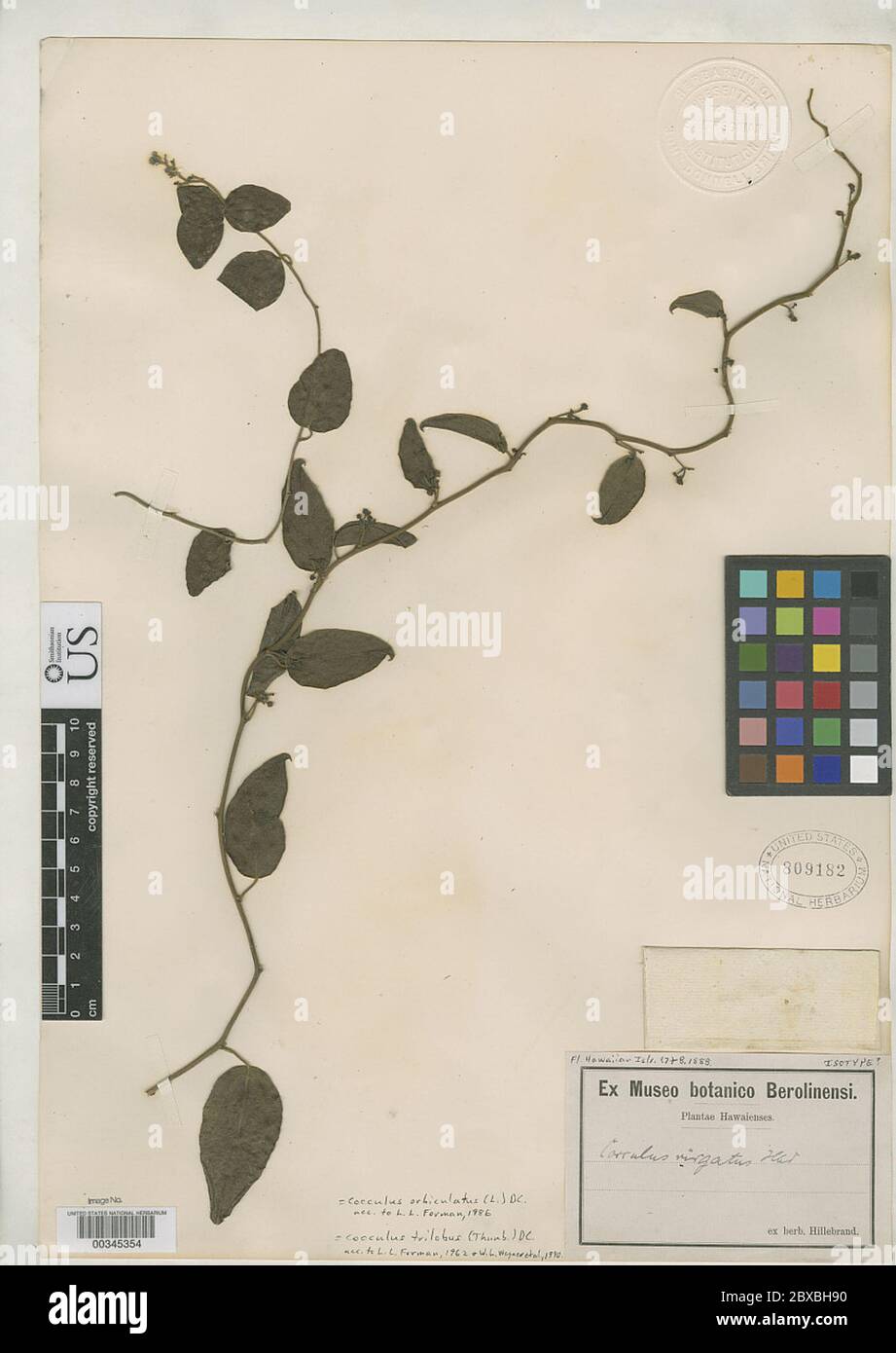 Cocculus hi-res stock photography and images - Alamy