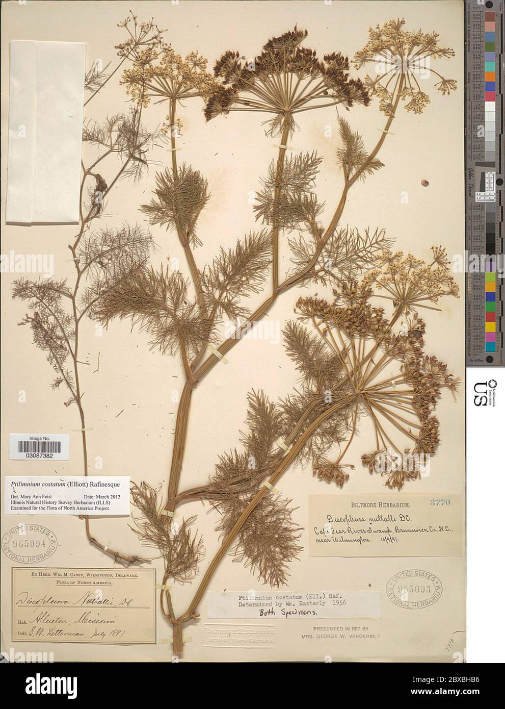 Ptilimnium hi-res stock photography and images - Alamy