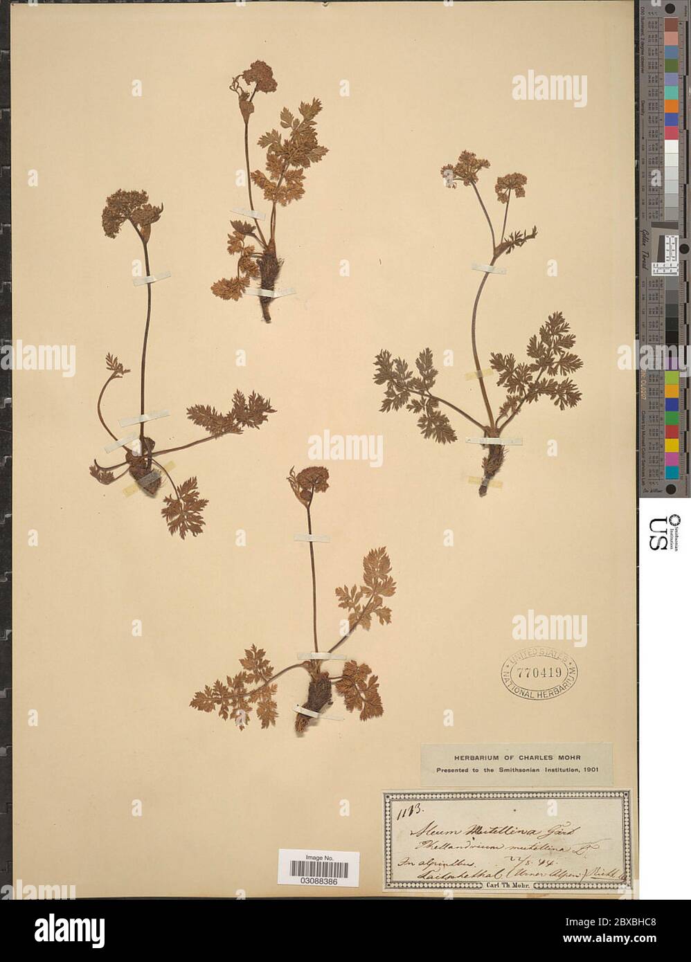 Meum mutellina L Gaertn Meum mutellina L Gaertn Stock Photo - Alamy