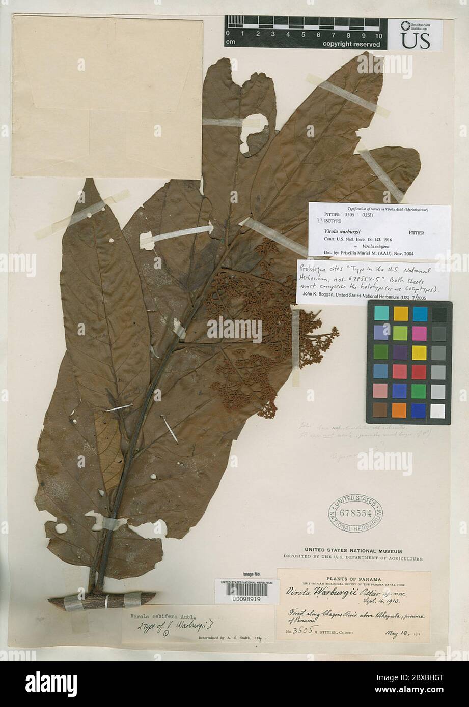 Virola hi-res stock photography and images - Alamy