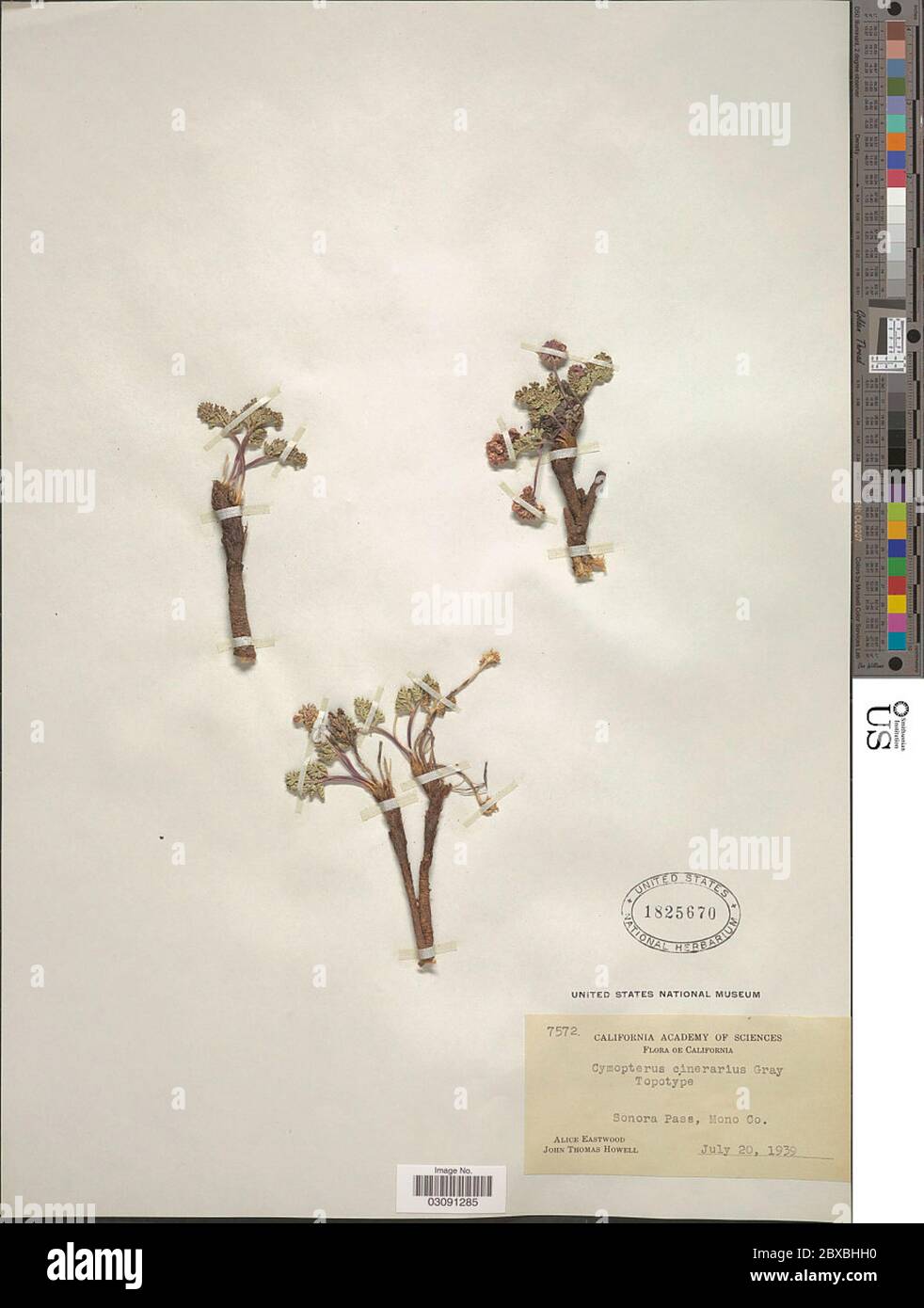 Cymopterus cinerarius Cymopterus cinerarius Stock Photo - Alamy