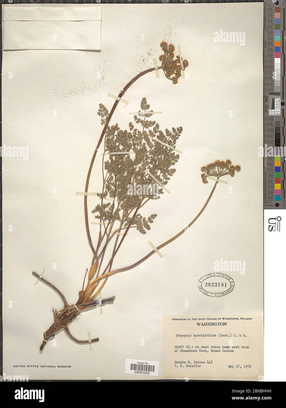 Pteryxia terebinthina Hook JM Coult Rose Pteryxia terebinthina Hook JM ...