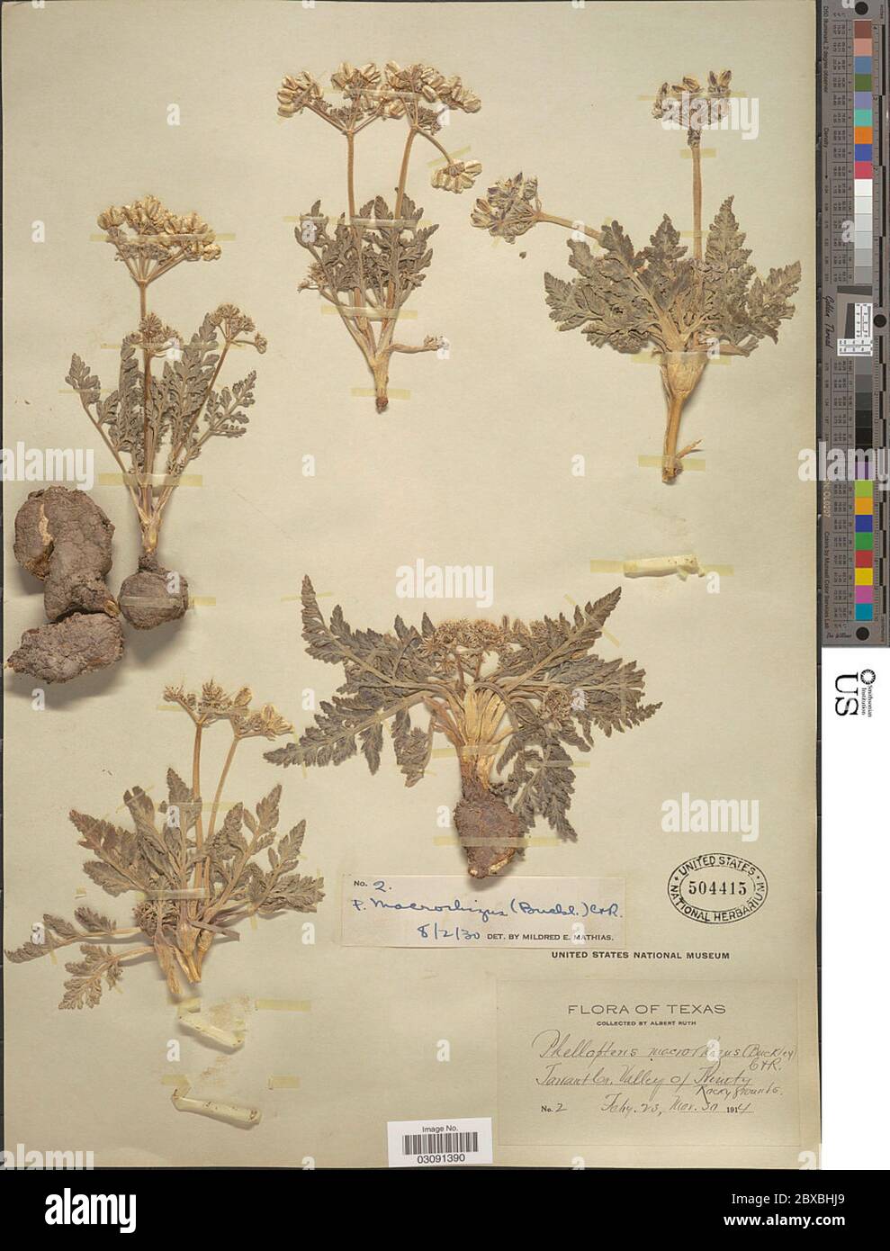 Cymopterus macrorhizus Buckley Cymopterus macrorhizus Buckley Stock ...