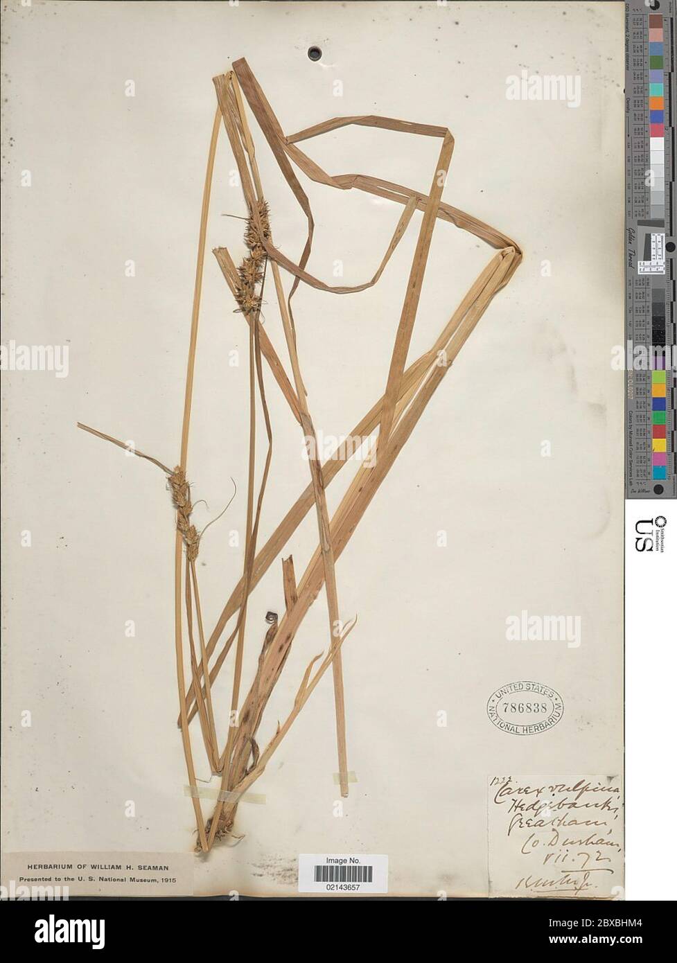 Carex vulpina L Carex vulpina L Stock Photo - Alamy