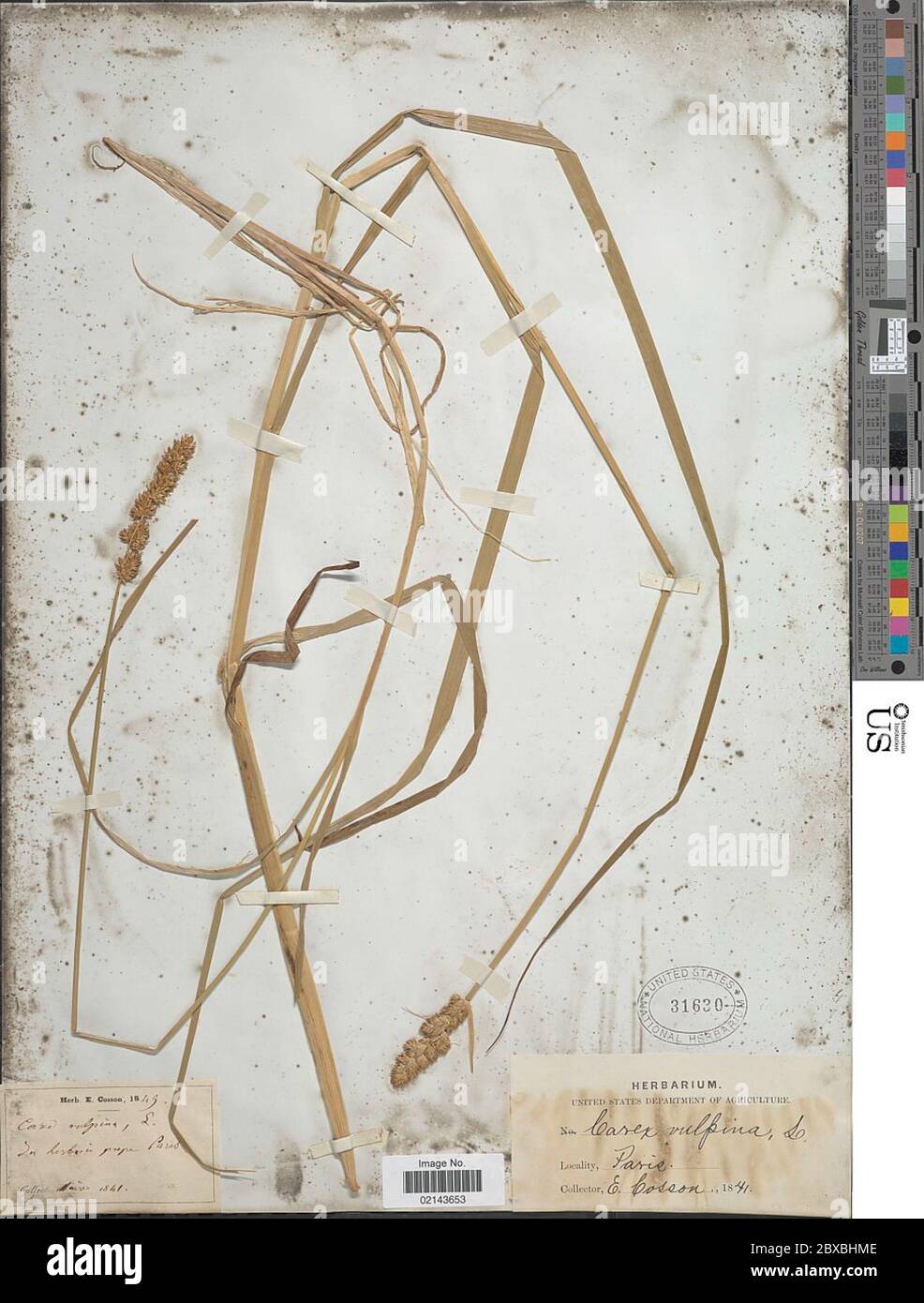 Carex vulpina hi-res stock photography and images - Alamy