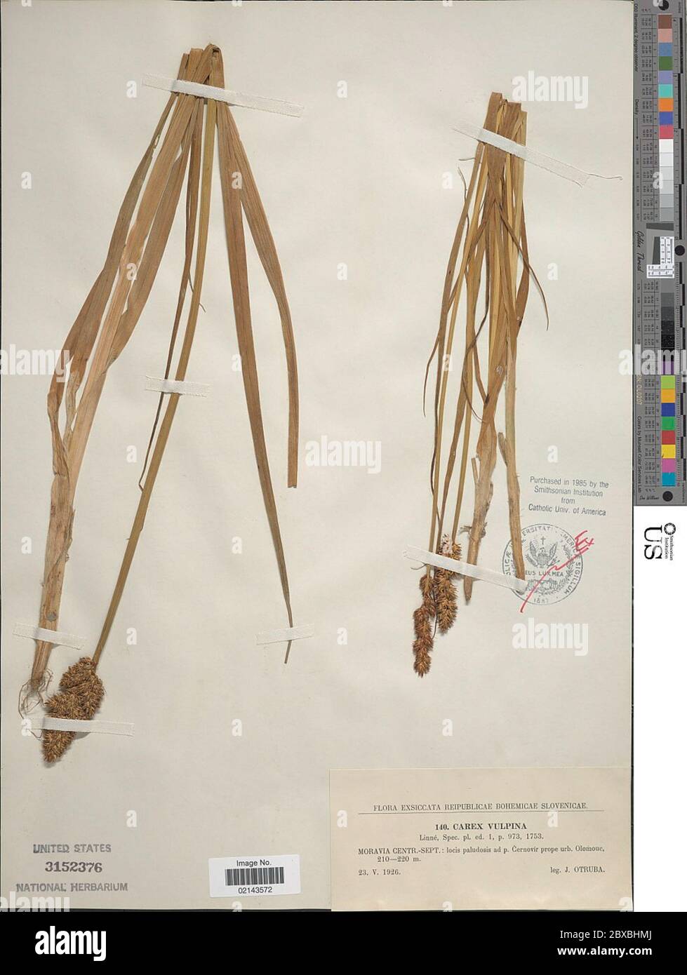 Carex vulpina L Carex vulpina L Stock Photo - Alamy