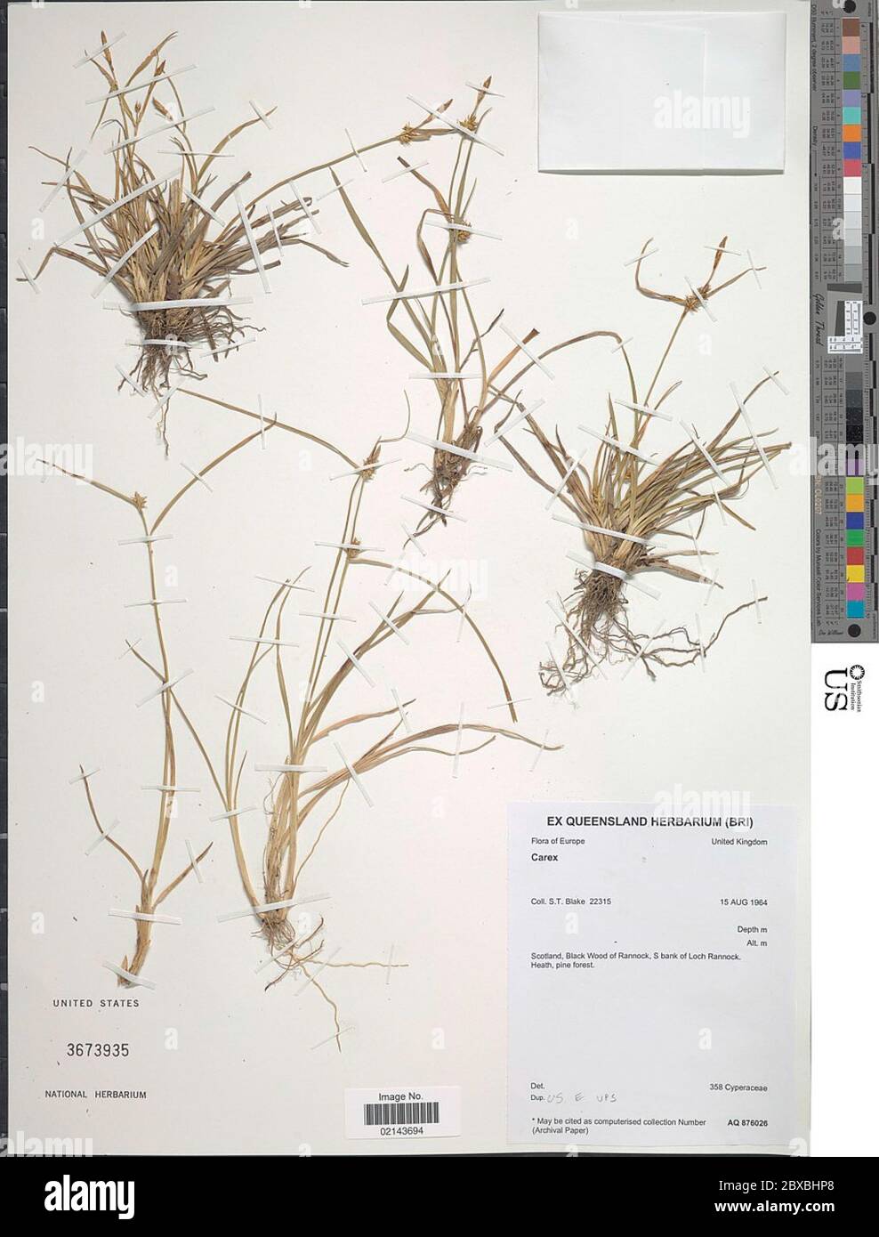 Carex sp Carex sp Stock Photo - Alamy