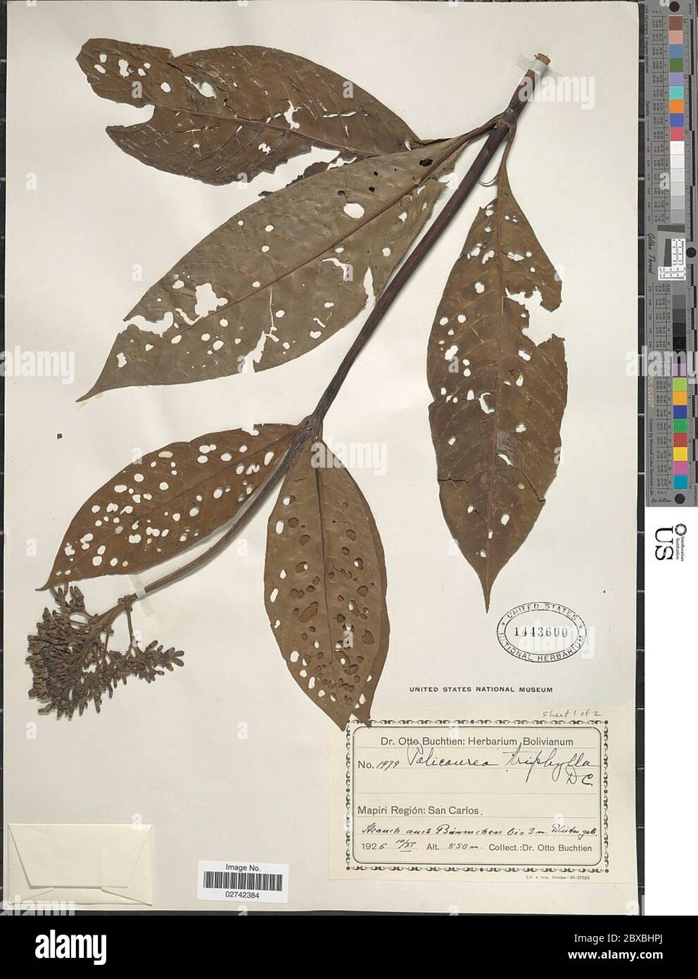 Palicourea triphylla DC Palicourea triphylla DC Stock Photo - Alamy