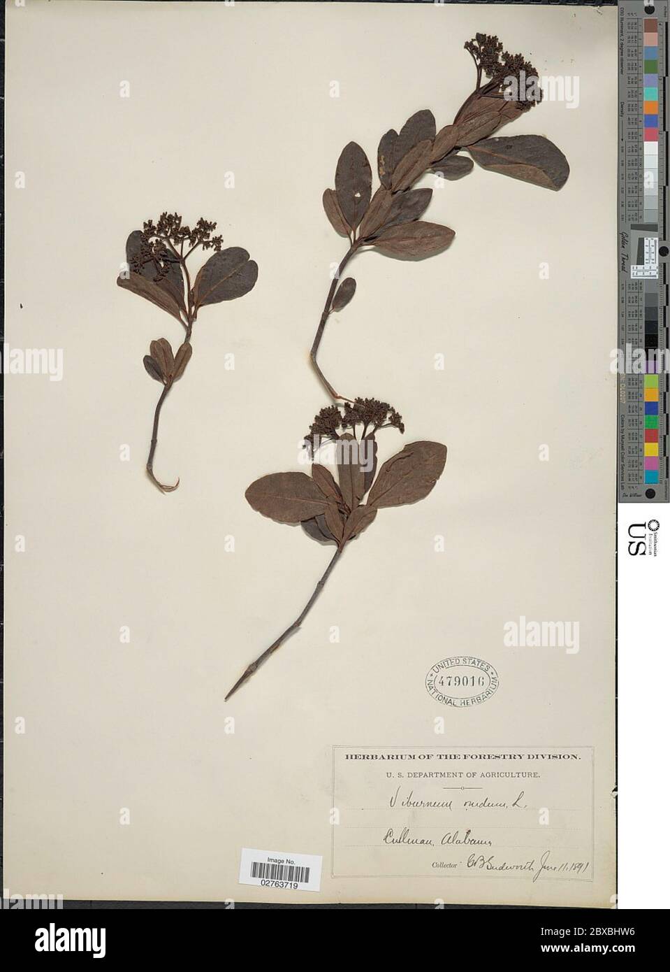 Viburnum nudum hi-res stock photography and images - Alamy