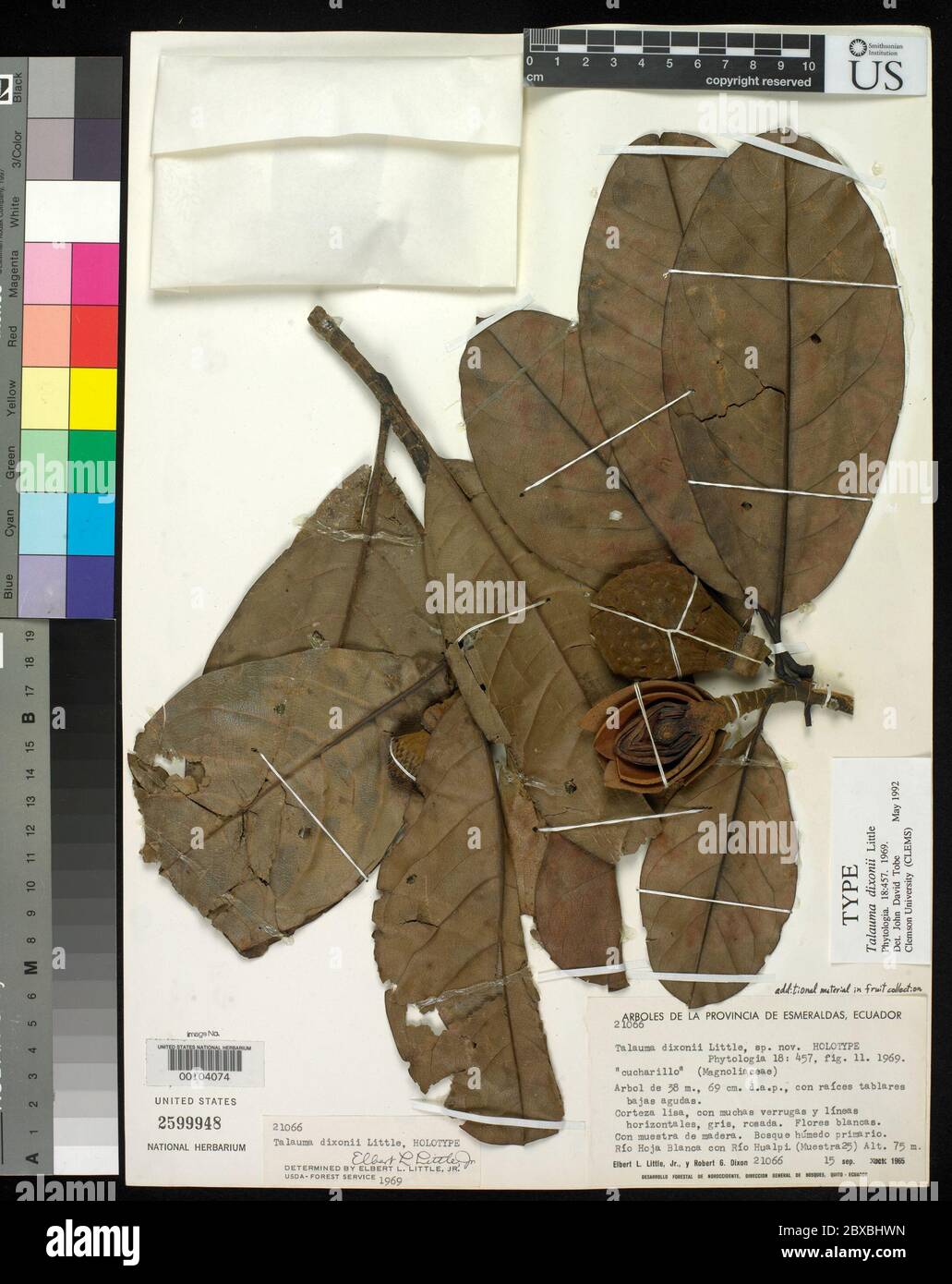 Talauma hi-res stock photography and images - Alamy