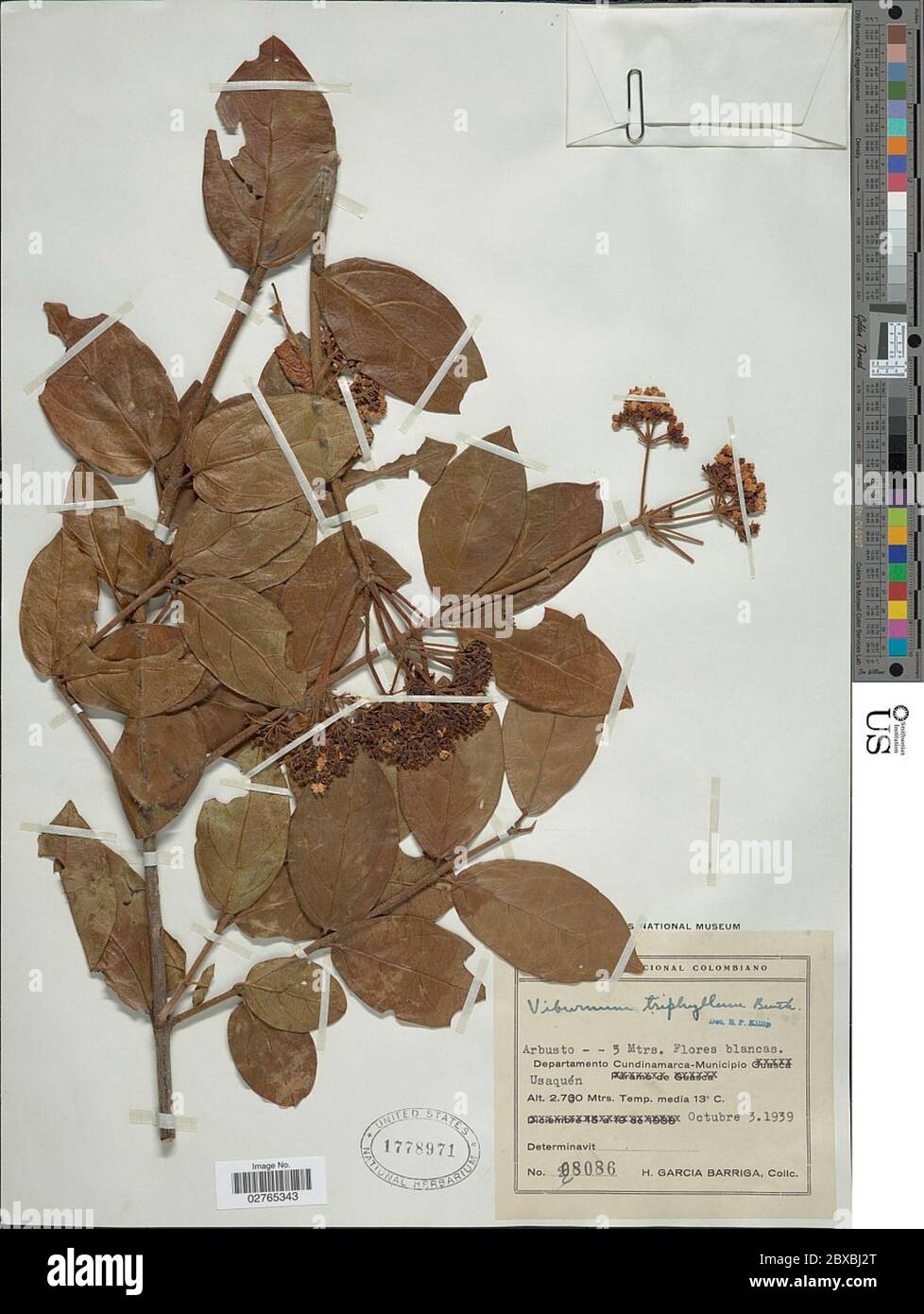 Viburnum triphyllum Benth Viburnum triphyllum Benth Stock Photo - Alamy