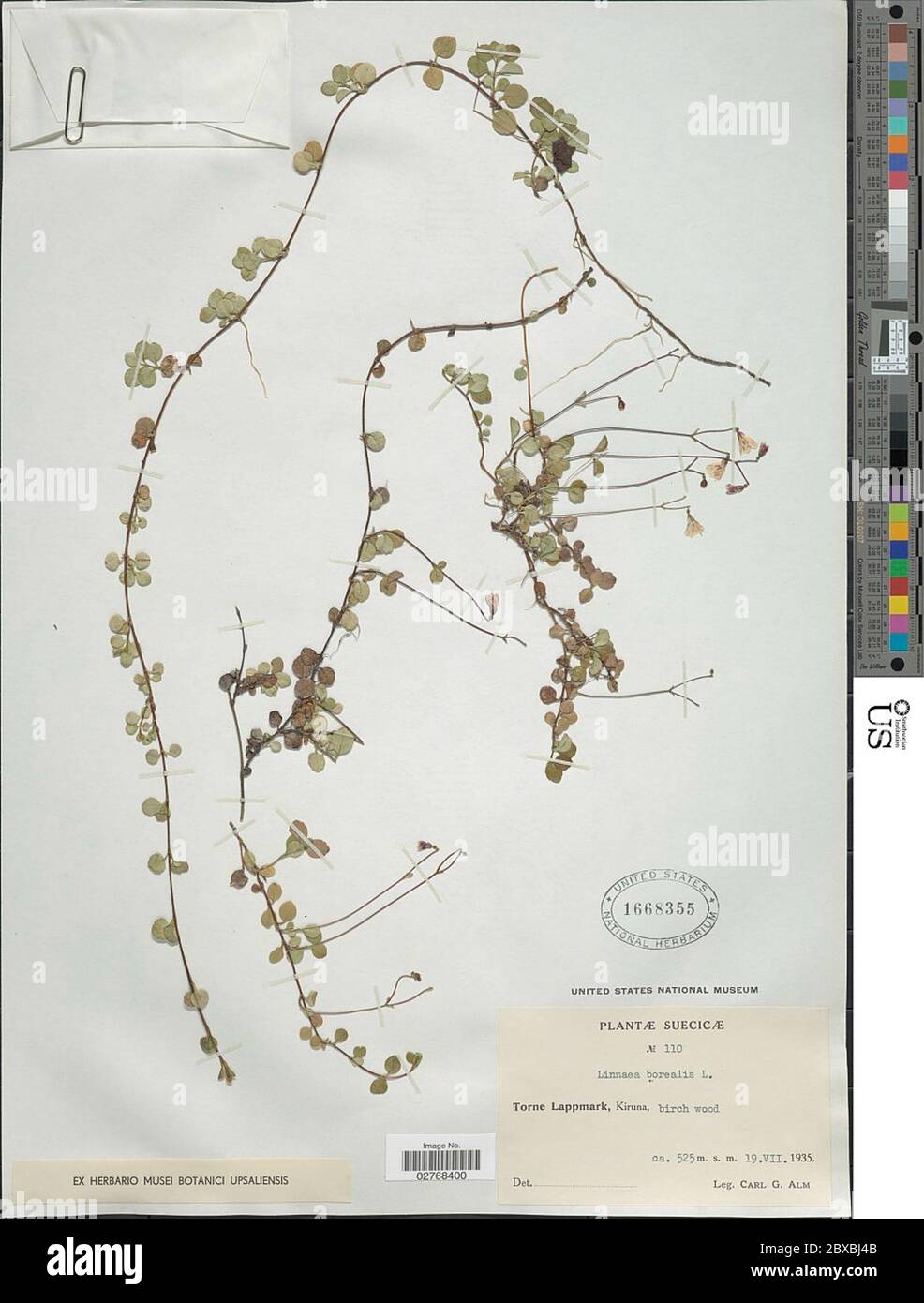 Linnaea borealis l hi-res stock photography and images - Alamy