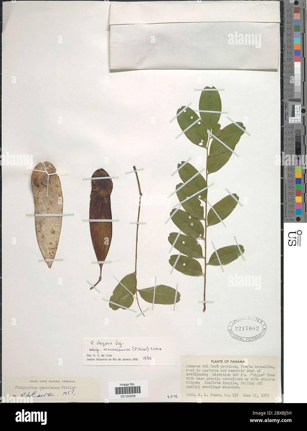 Platypodium sp Platypodium sp Stock Photo - Alamy