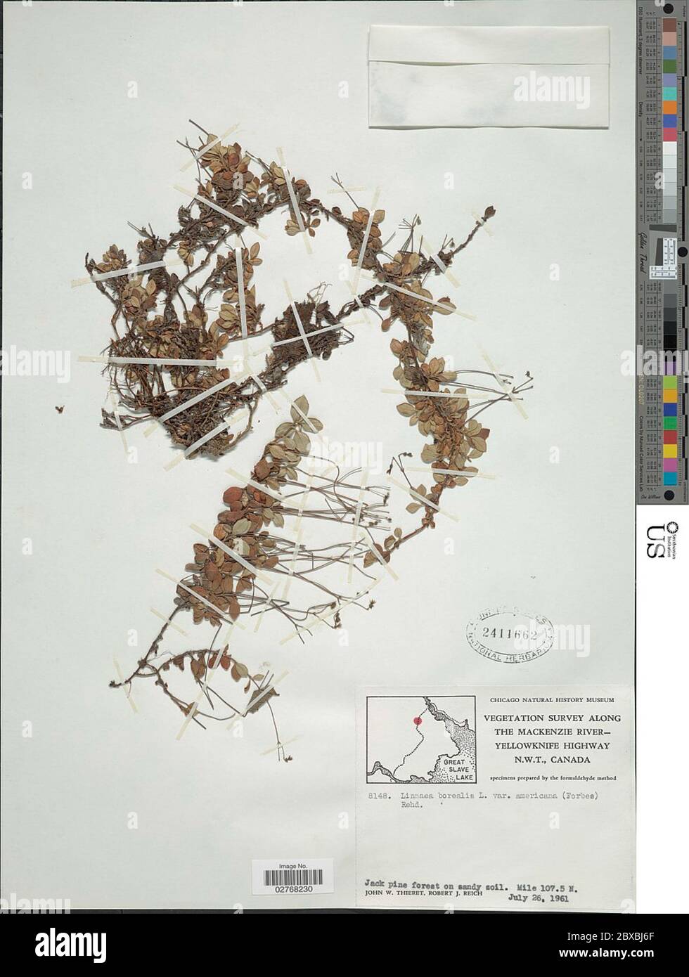 Linnaea borealis L Linnaea borealis L Stock Photo - Alamy