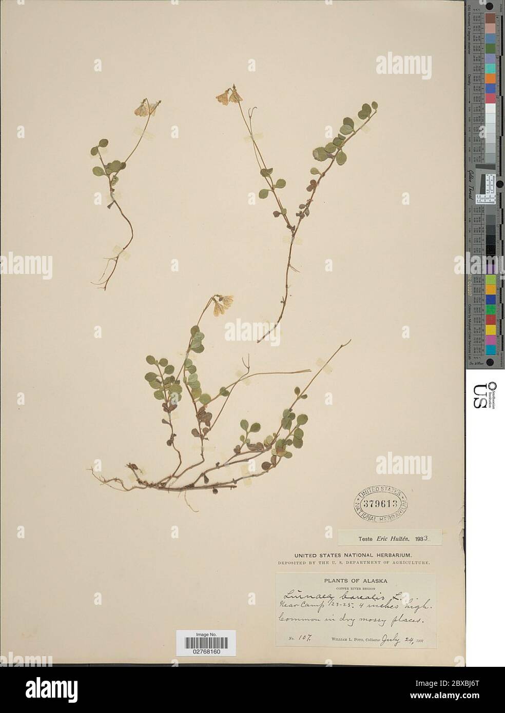 Linnaea borealis l hi-res stock photography and images - Alamy