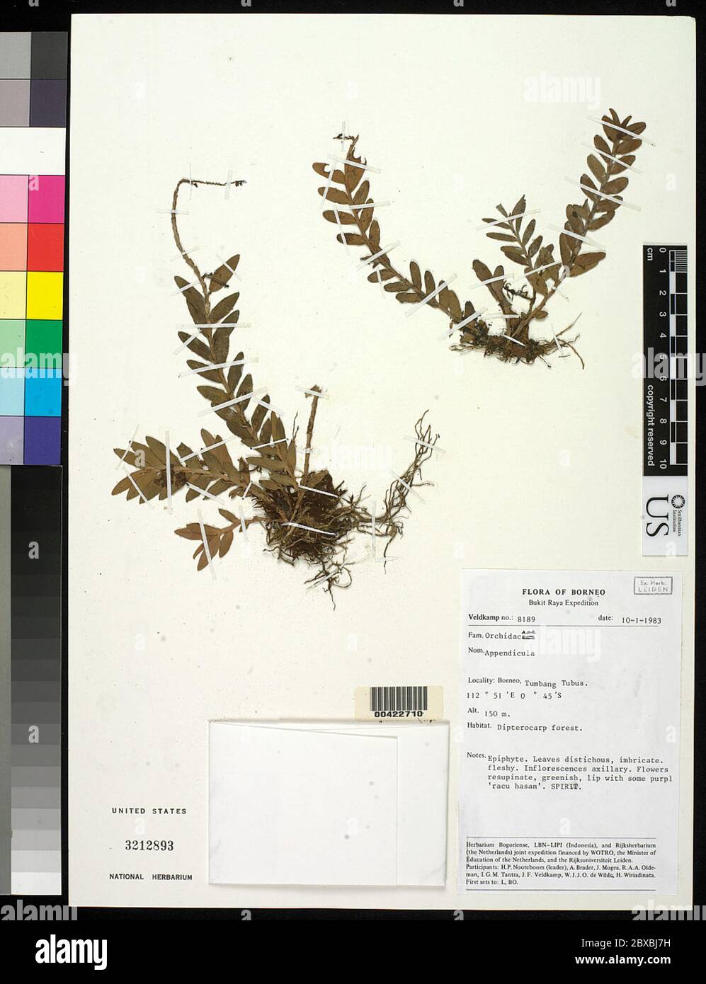 Appendicula hi-res stock photography and images - Alamy