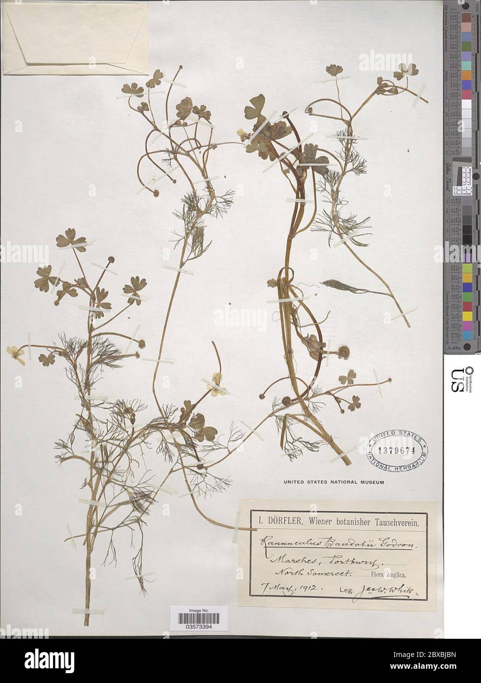 Ranunculus baudotii Godr Ranunculus baudotii Godr Stock Photo - Alamy