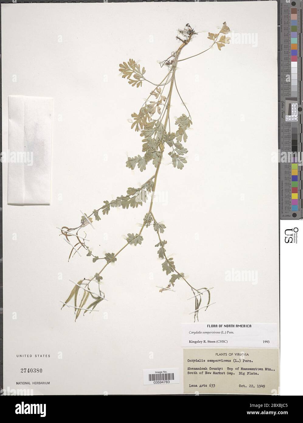 Capnoides sempervirens hi-res stock photography and images - Alamy