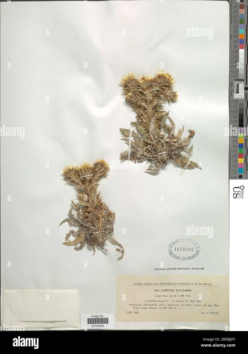 Carlina vulgaris L Carlina vulgaris L Stock Photo - Alamy