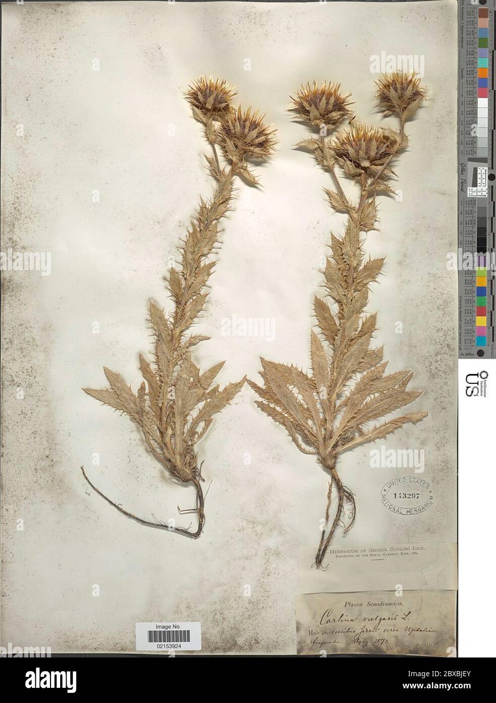 Plant species carlina hi-res stock photography and images - Alamy