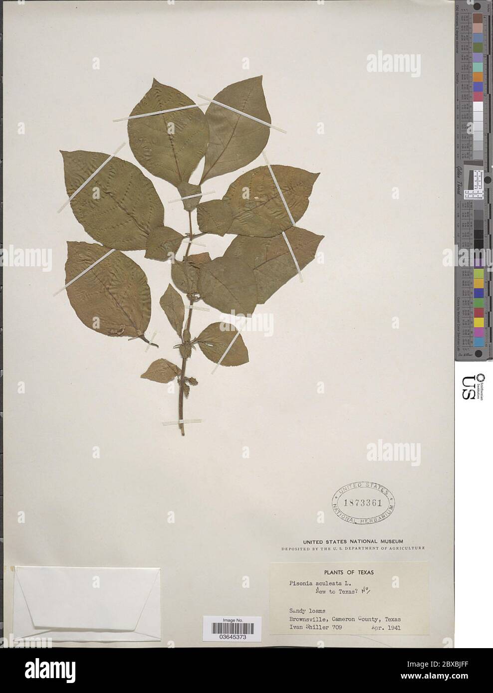 Pisonia aculeata L Pisonia aculeata L Stock Photo - Alamy