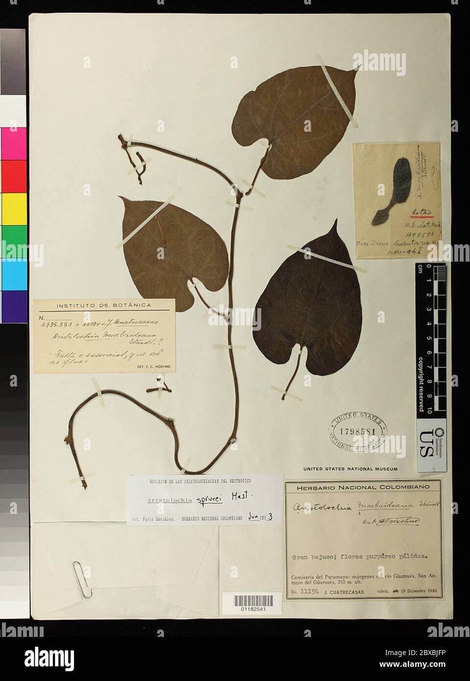Aristolochia sprucei Mast Aristolochia sprucei Mast Stock Photo - Alamy