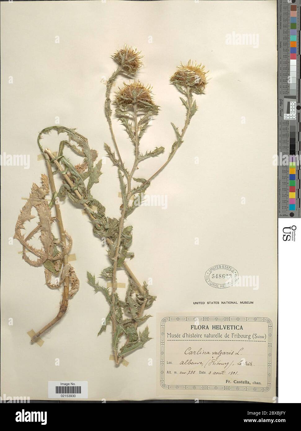 Carlina vulgaris L Carlina vulgaris L Stock Photo - Alamy