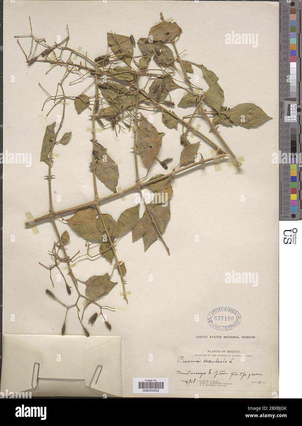 Pisonia aculeata hi-res stock photography and images - Alamy