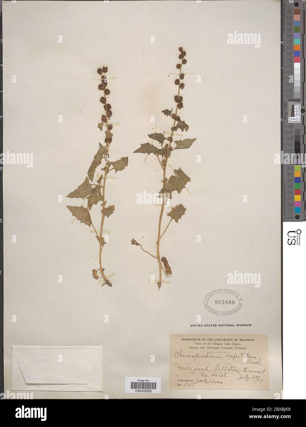 Blitum capitatum hi-res stock photography and images - Alamy