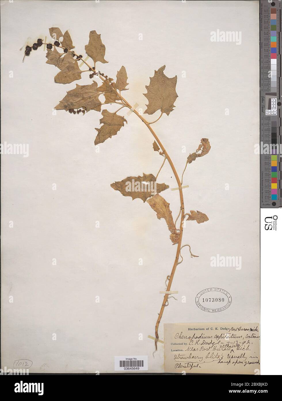 Blitum capitatum hi-res stock photography and images - Alamy