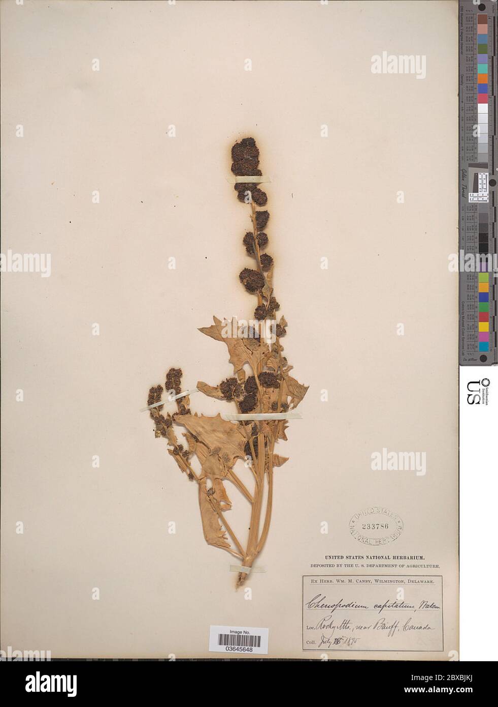 Blitum capitatum L Blitum capitatum L Stock Photo - Alamy