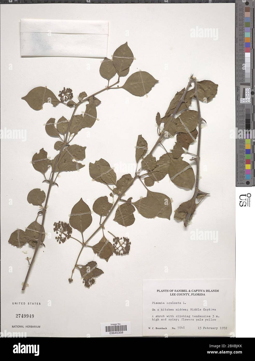 Pisonia aculeata hi-res stock photography and images - Alamy