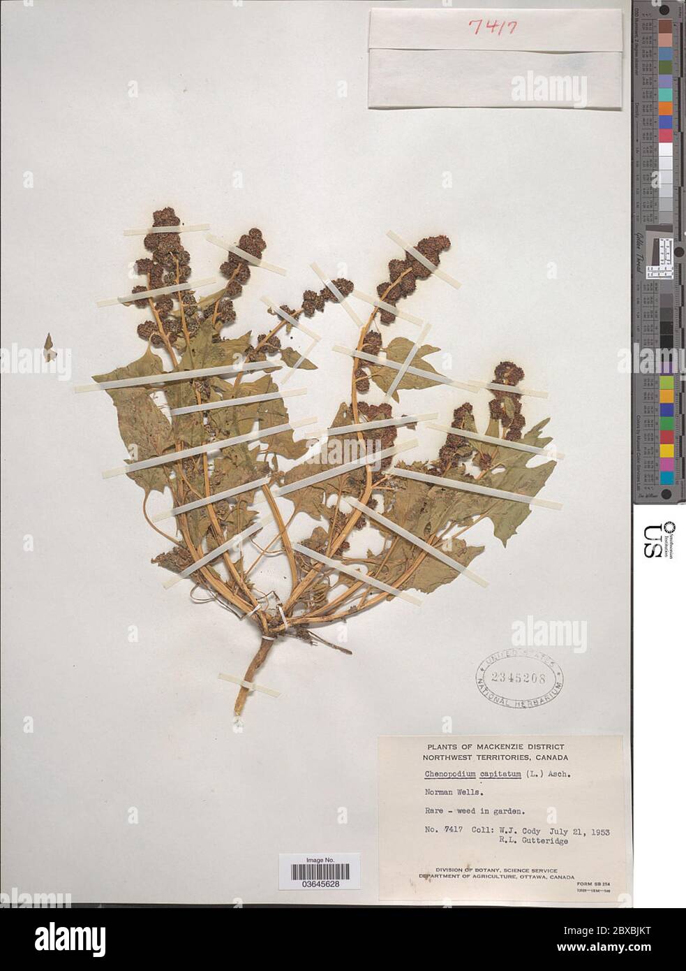 Blitum capitatum hi-res stock photography and images - Alamy