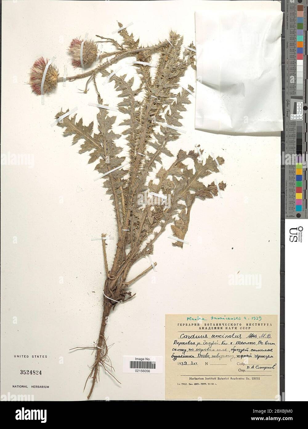 Uncinatus hi-res stock photography and images - Alamy