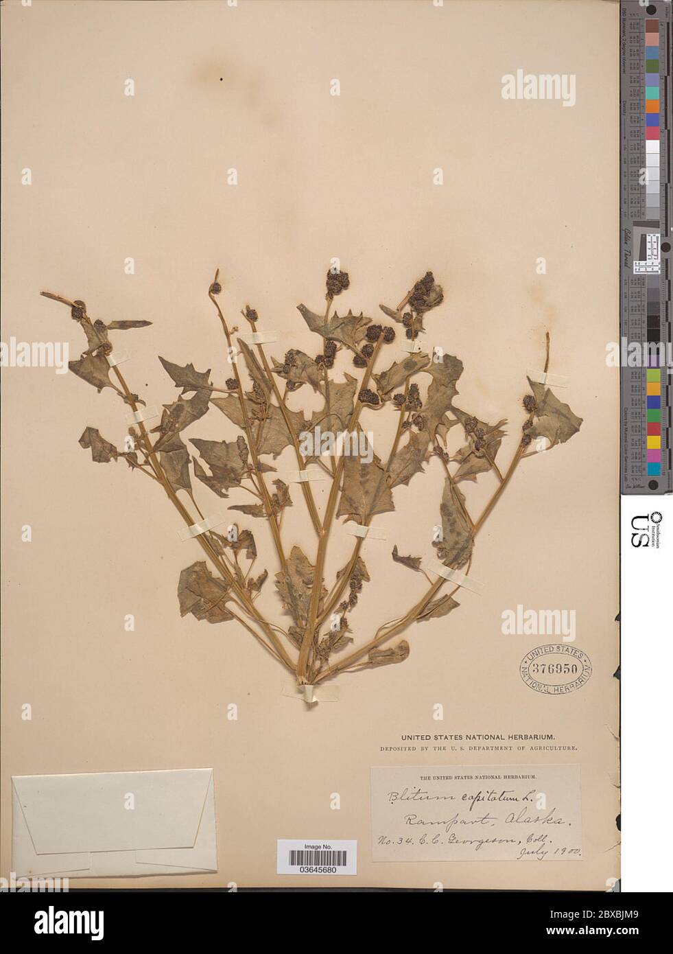 Blitum capitatum hi-res stock photography and images - Alamy