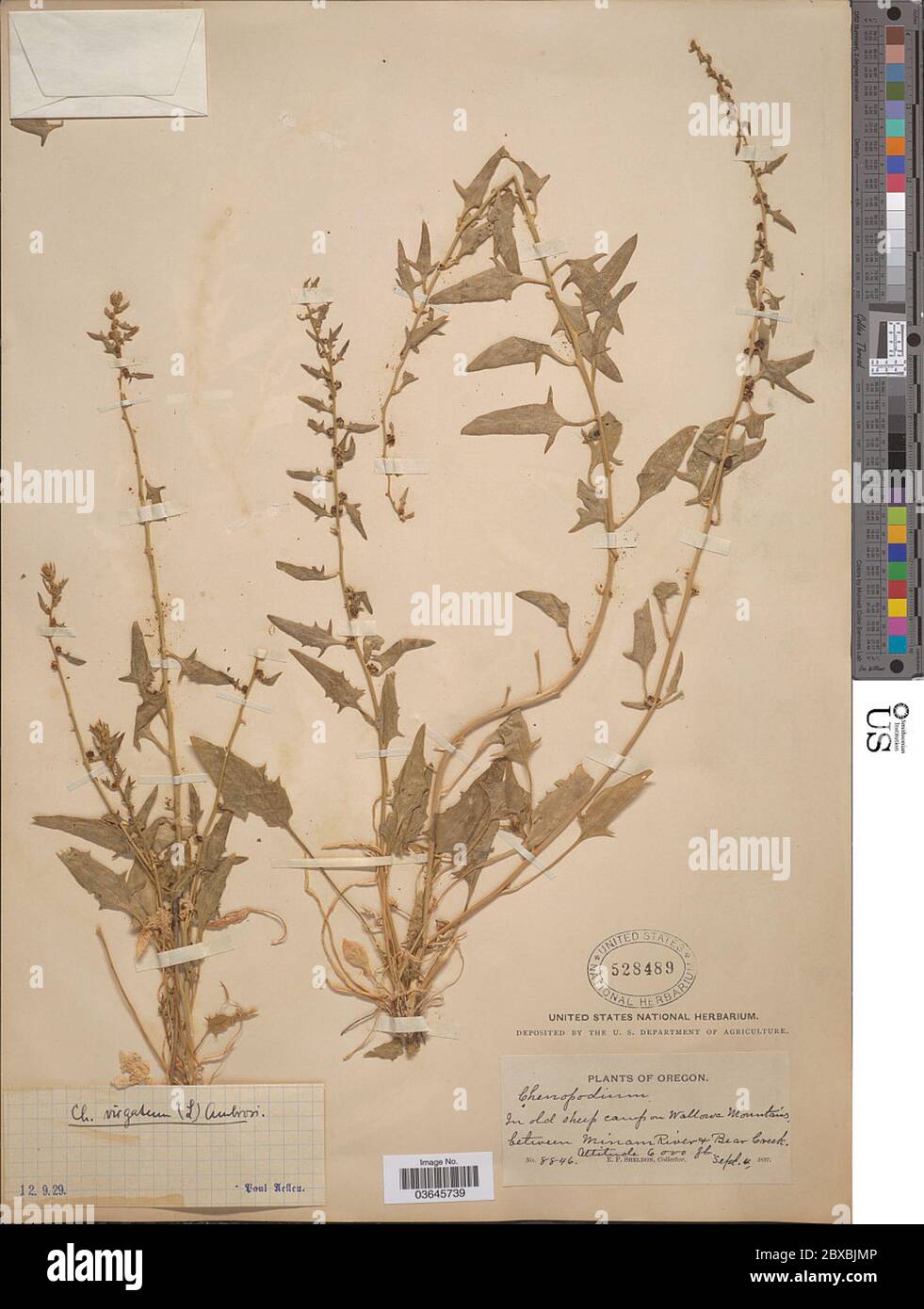 Blitum virgatum L Blitum virgatum L Stock Photo - Alamy