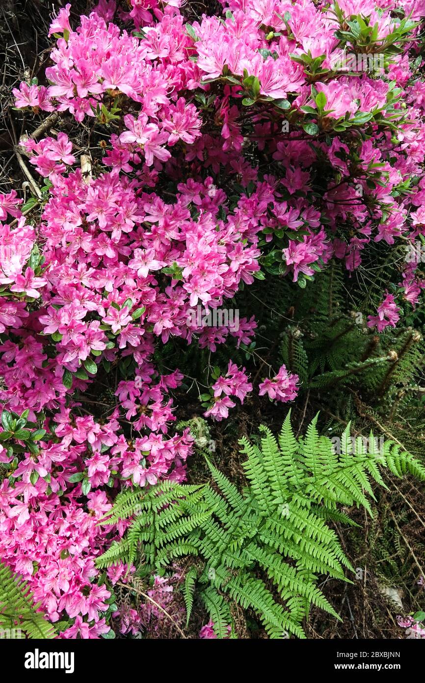 Pink Rhododendron fern Stock Photo - Alamy