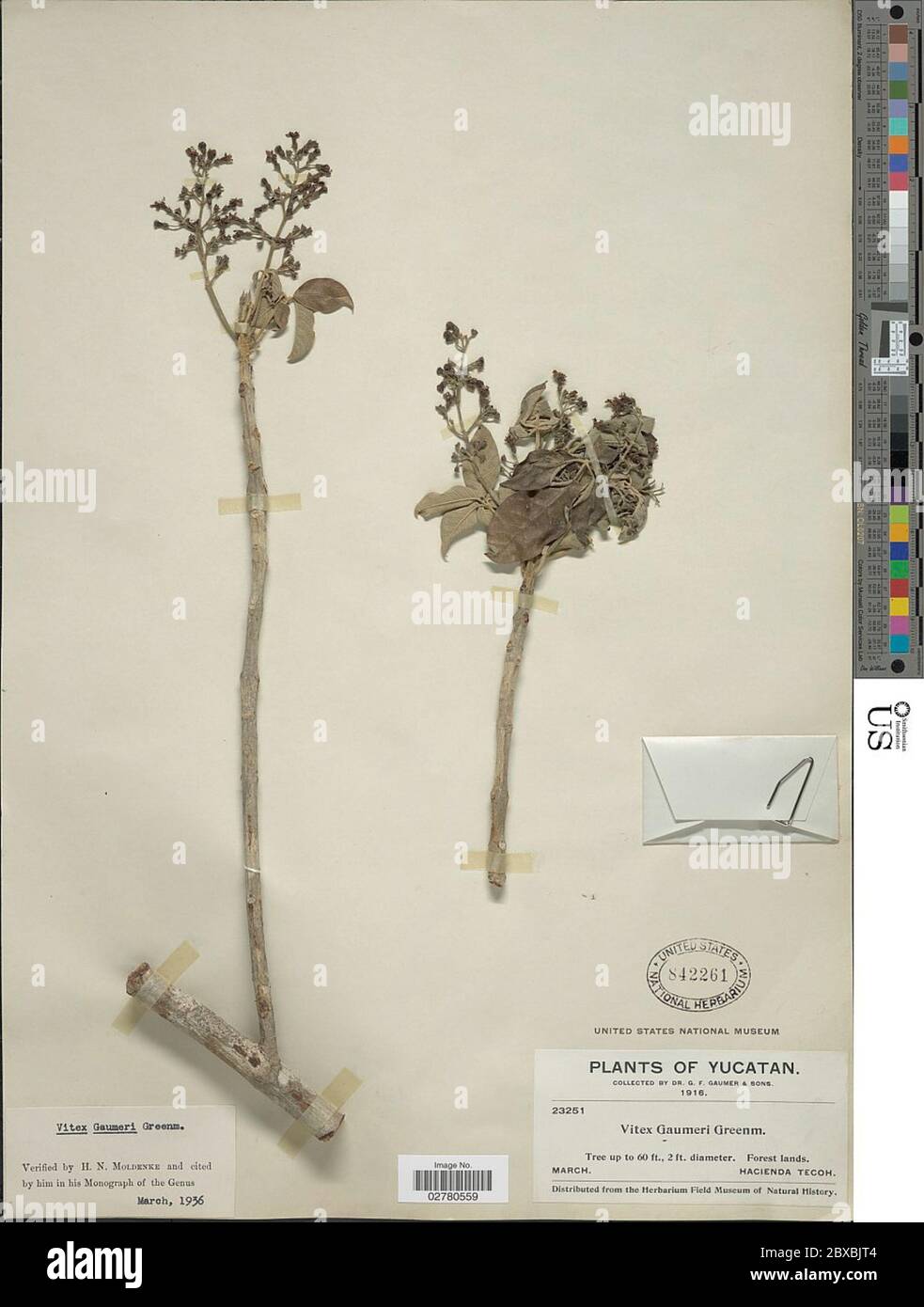 Vitex gaumeri Greenm Vitex gaumeri Greenm Stock Photo - Alamy